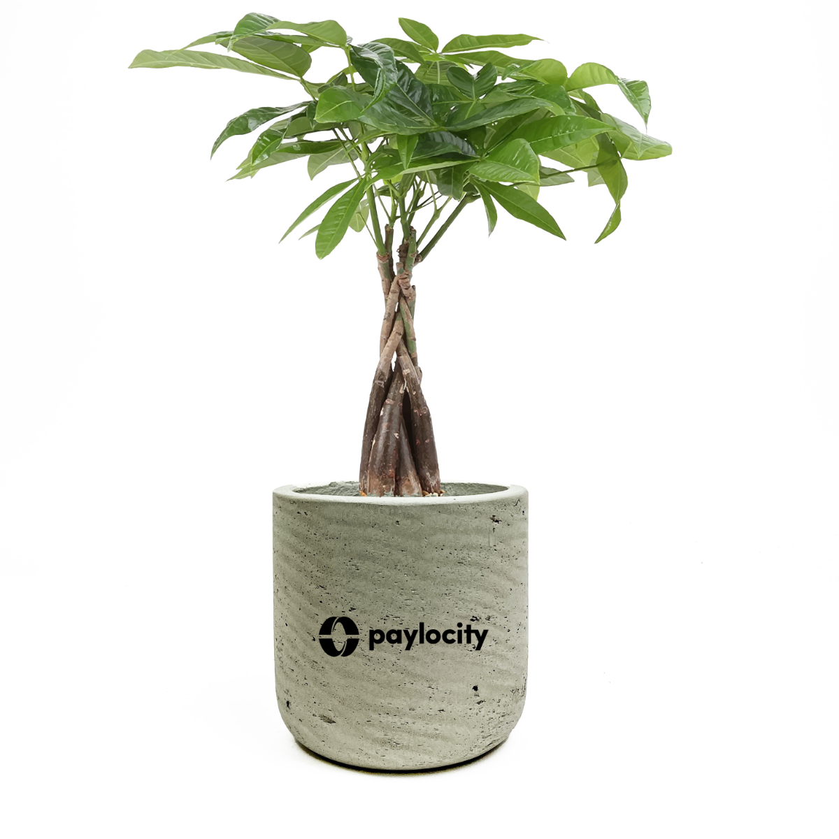 Buy Large Money Tree Potted Plant | iPromo
